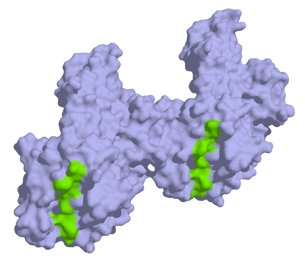 What is the G12 Antibody, and why is it great for gluten detection?